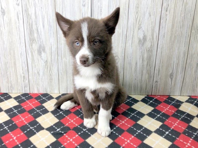 Pomsky Puppy Chocolate / White ID:2536 Located at Petland Hilliard, Ohio