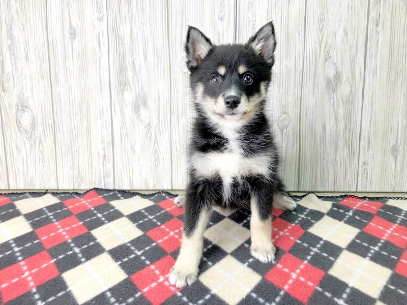 Pomsky Puppy Black ID:2648 Located at Petland Hilliard, Ohio