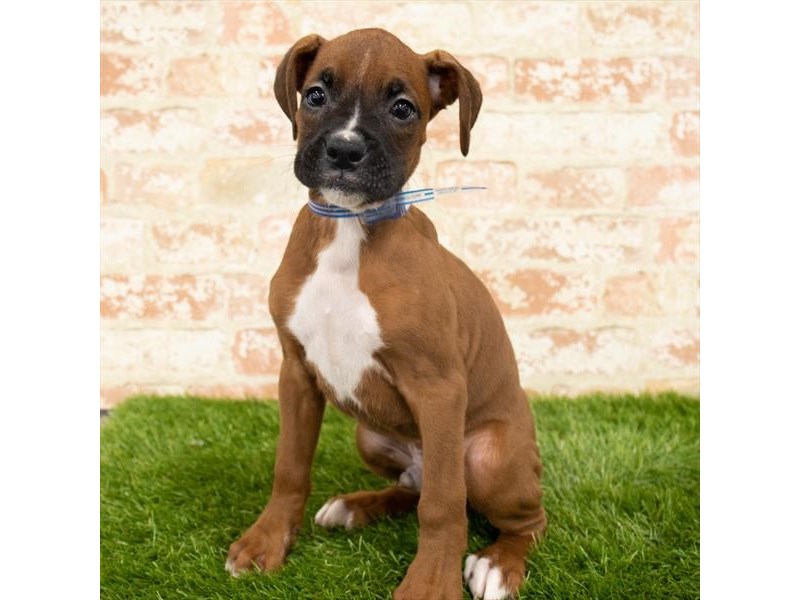 Boxer Puppy Mahogany ID:2883 Located at Petland Hilliard, Ohio