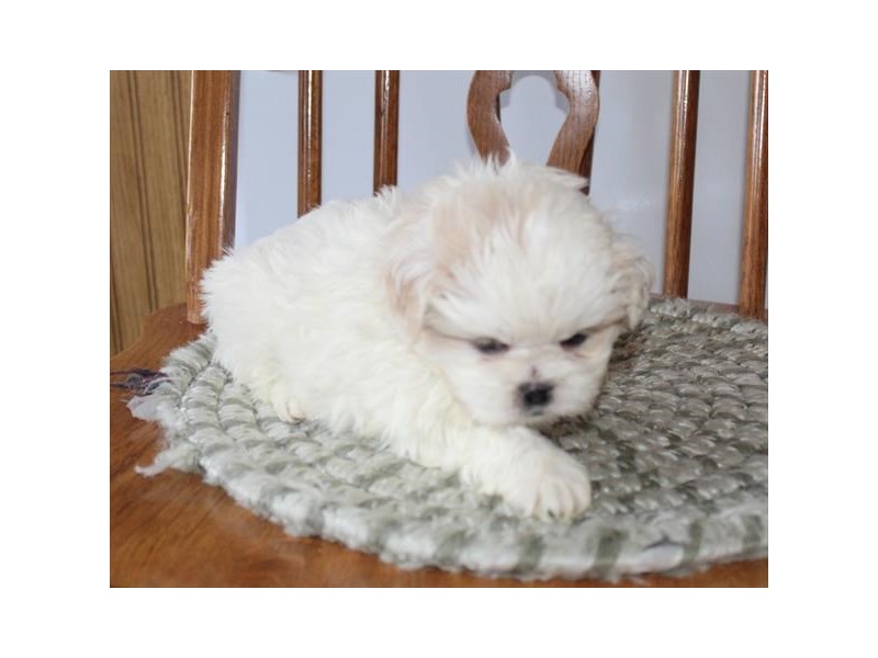 Shih Tzu Puppy White / Cream ID:3010 Located at Petland Hilliard, Ohio