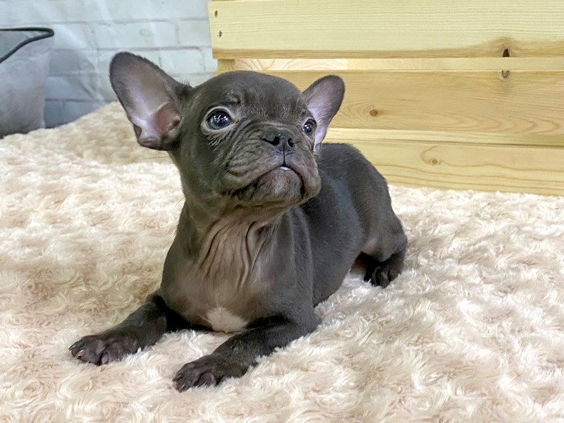 French Bulldog Puppy BLACK ID:3221 Located at Petland Hilliard, Ohio