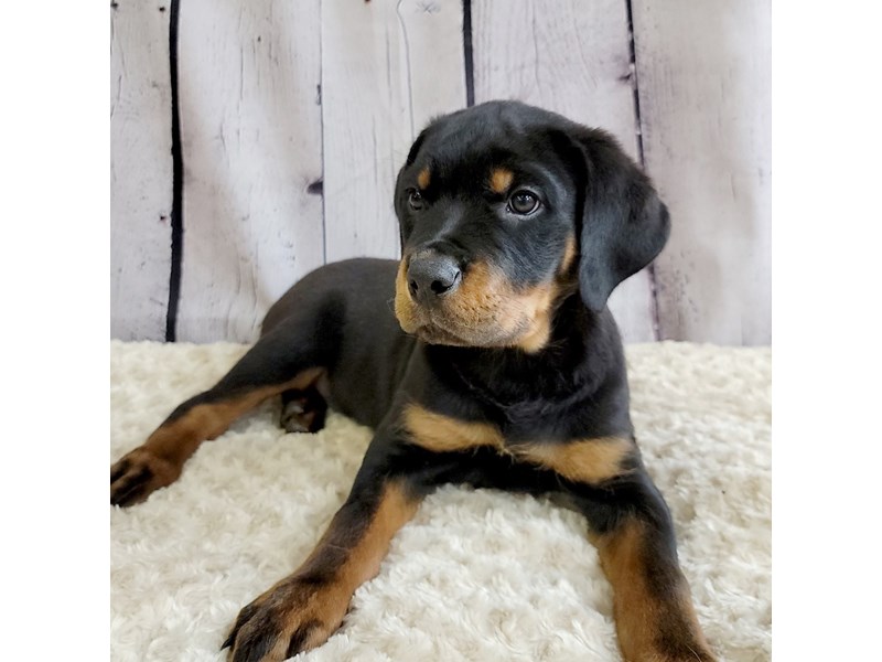 Rottweiler Puppy Black / Rust ID:3353 Located at Petland Hilliard, Ohio