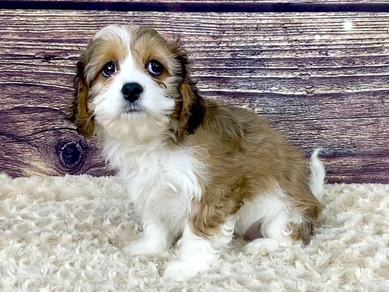 Cavapoo Puppy Sable ID:3527 Located at Petland Hilliard, Ohio
