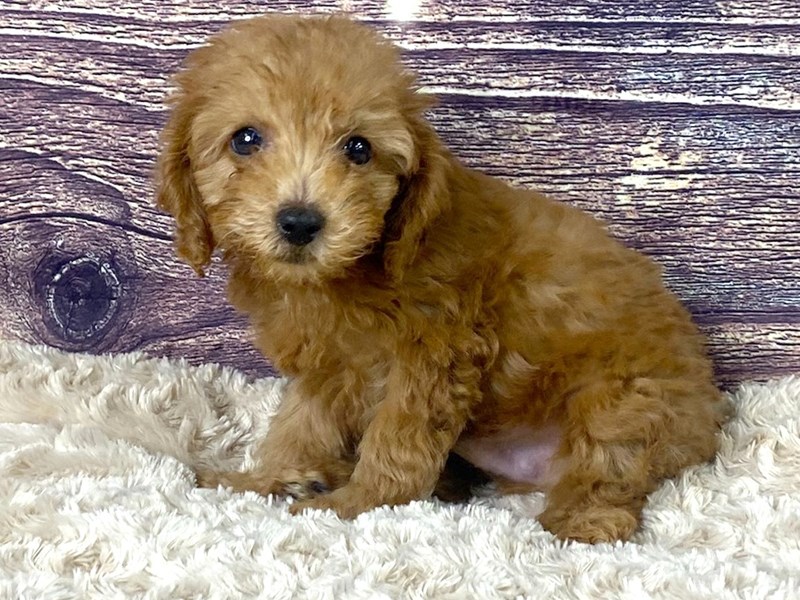 Cavachon Puppy Red ID:3561 Located at Petland Hilliard, Ohio