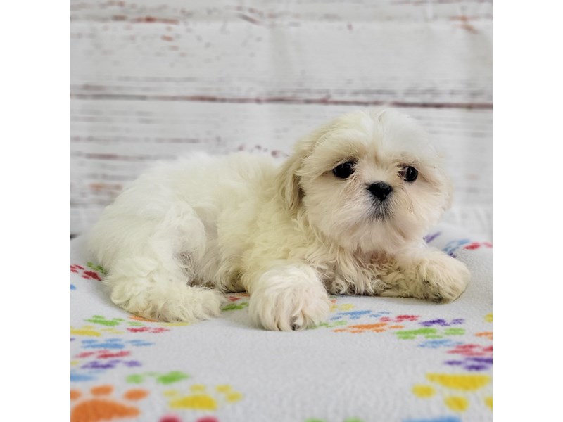 Shih Tzu Puppy Cream / White ID:3691 Located at Petland Hilliard, Ohio