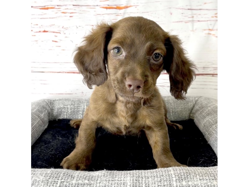 Dachshund Puppy Chocolate ID:3768 Located at Petland Hilliard, Ohio