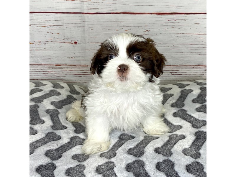 Shih Tzu Puppy Chocolate / White ID:3924 Located at Petland Hilliard, Ohio