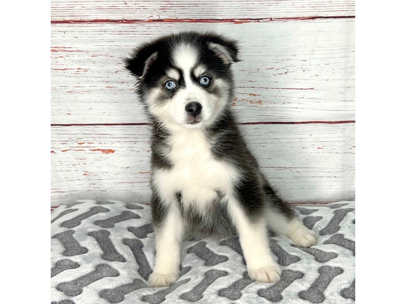 Pomsky-Dog-Male-Black / White-4264859-Petland Hilliard, Ohio