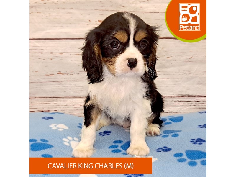 Cavalier King Charles Spaniel Puppy Tri-Colored ID:4042 Located at ...