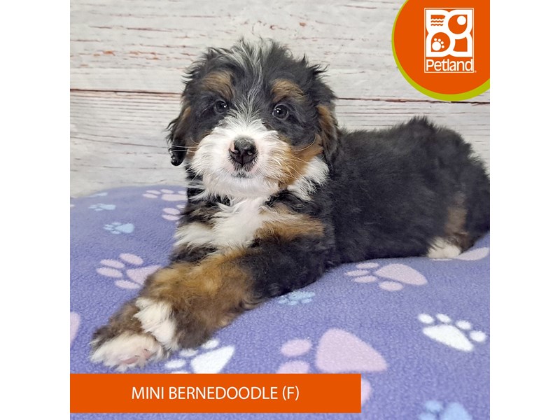 Bernedoodle Mini-DOG-Female-Tri-Colored-4070804-Petland Hilliard, OH