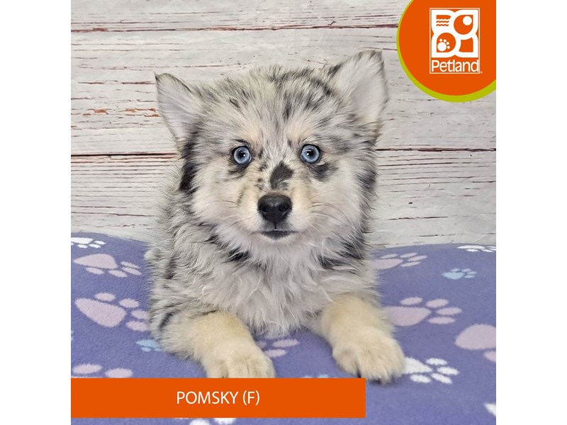 Pomsky Puppy Blue Merle ID:4123 Located at Petland Hilliard, Ohio