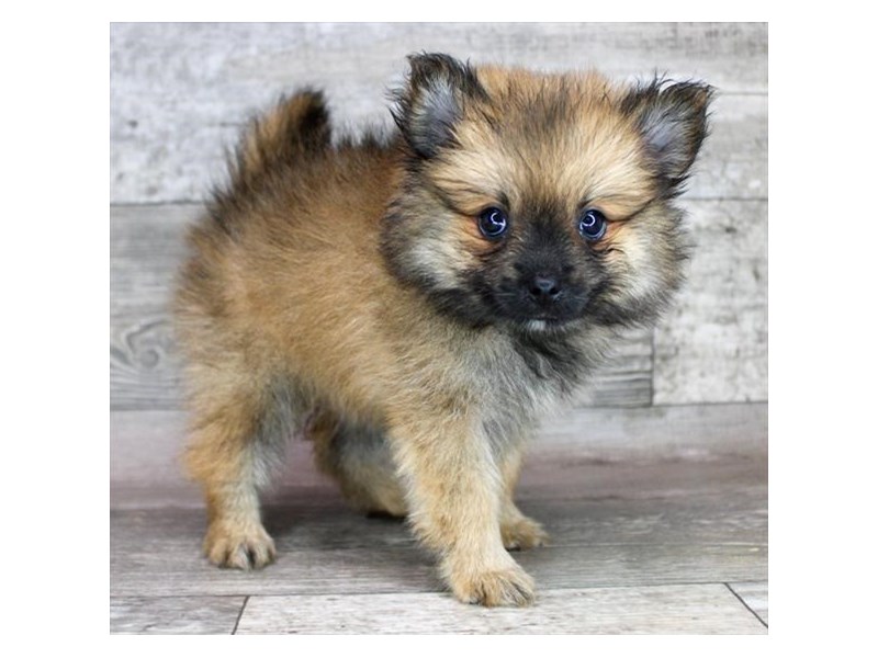 Red Sable Pomeranian Puppy