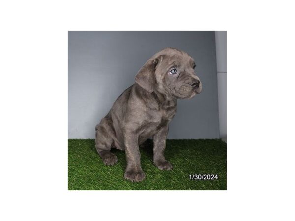 Cane Corso Puppy Black Brindle ID:3960 Located at Petland Hilliard, Ohio